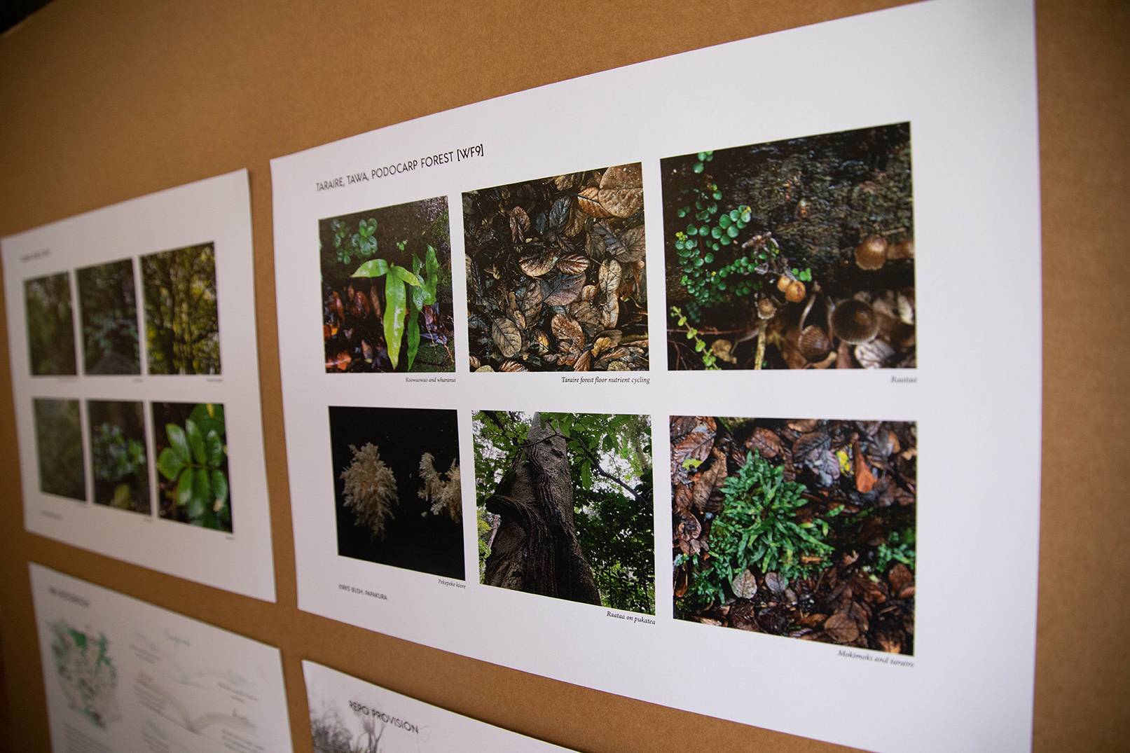 Launch of new Ngaa Hau o Maangere Ngahere Planting Guide » Mangere ...